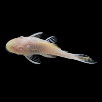Albino Bushy Nose Pleco Breeding Pair - GloFish®