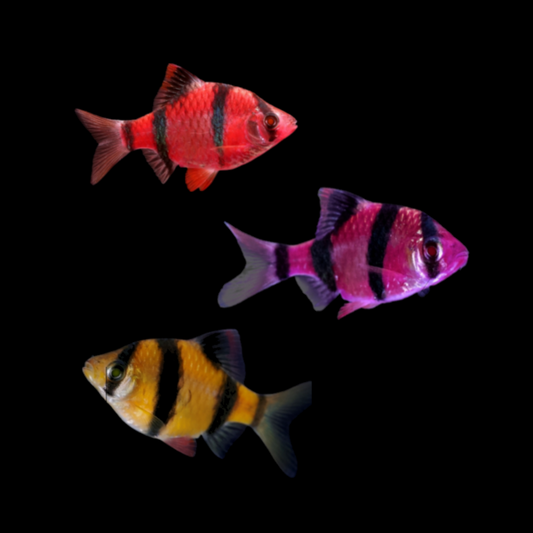 GloFish® Starfire Red® Angelfish - GloFish®