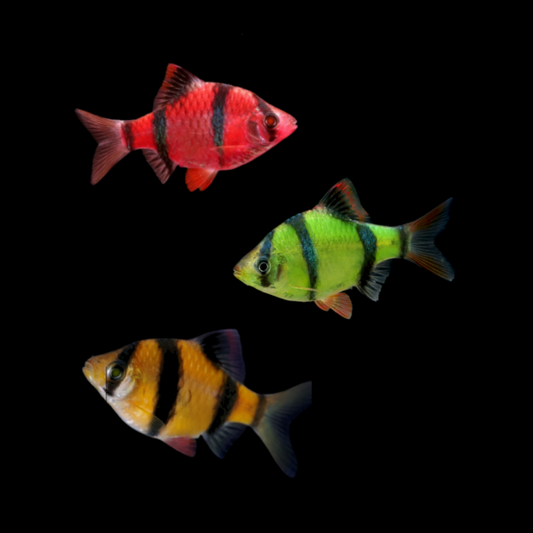 GloFish® Starfire Red® Angelfish - GloFish®