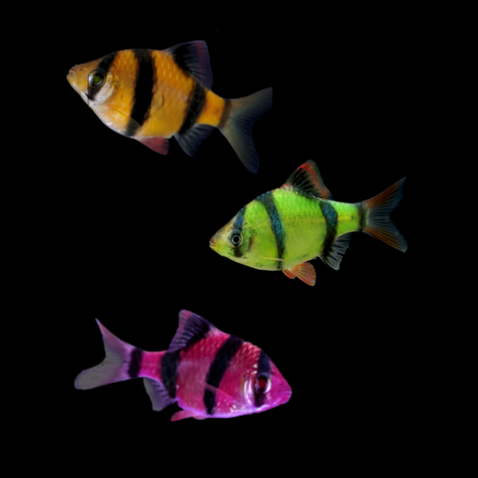 GloFish® Starfire Red® Angelfish - GloFish®