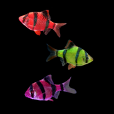 GloFish® Set Up and Care Guide - GloFish®