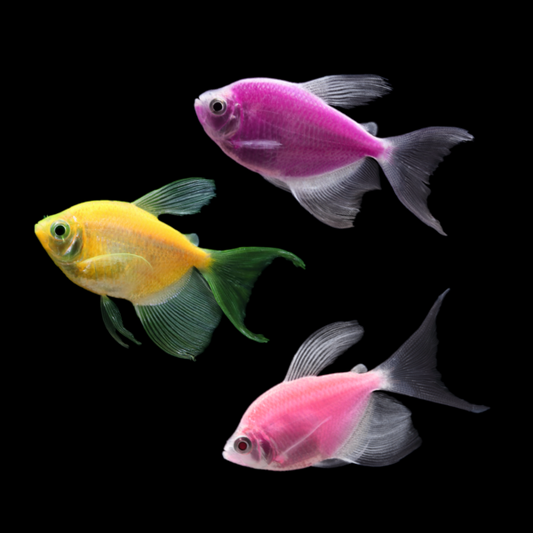 GloFish® Long-Fin Tetras - GloFish®