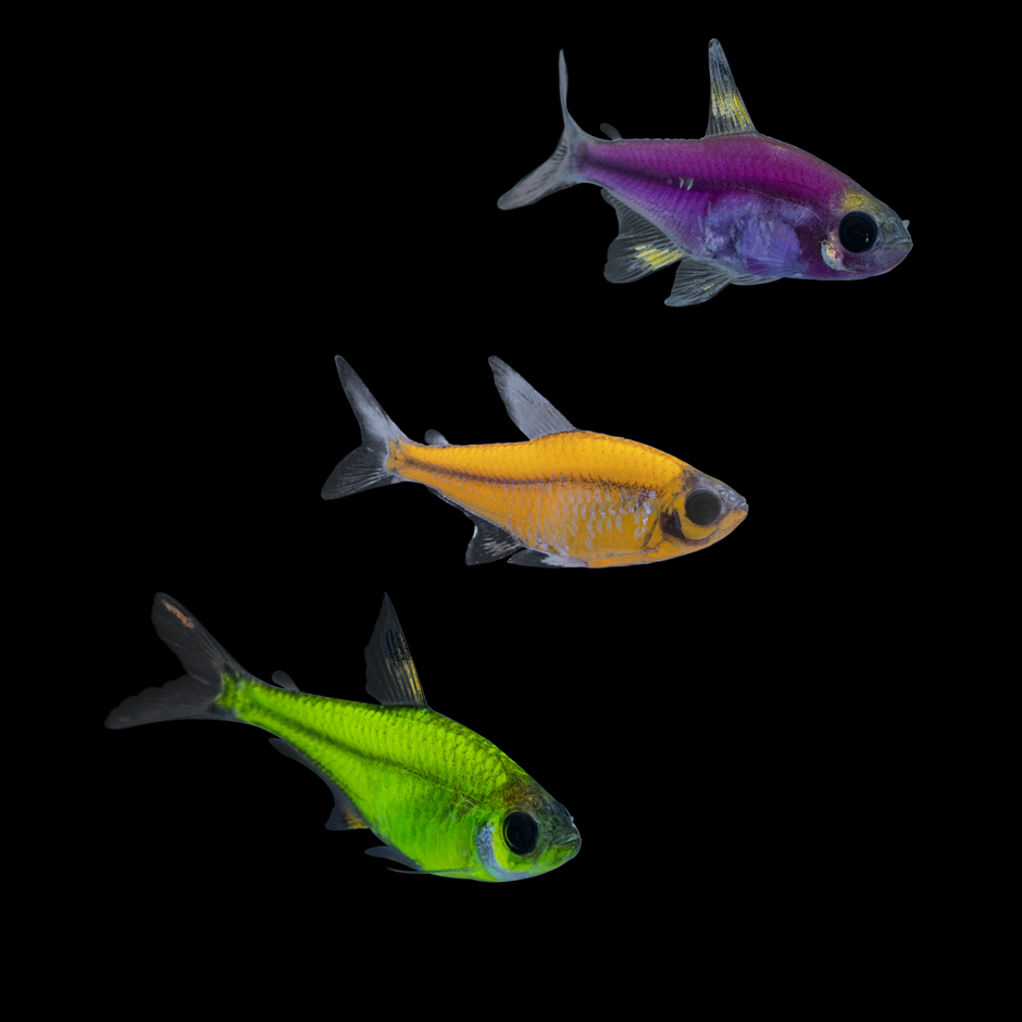 GloFish® Set Up and Care Guide - GloFish®