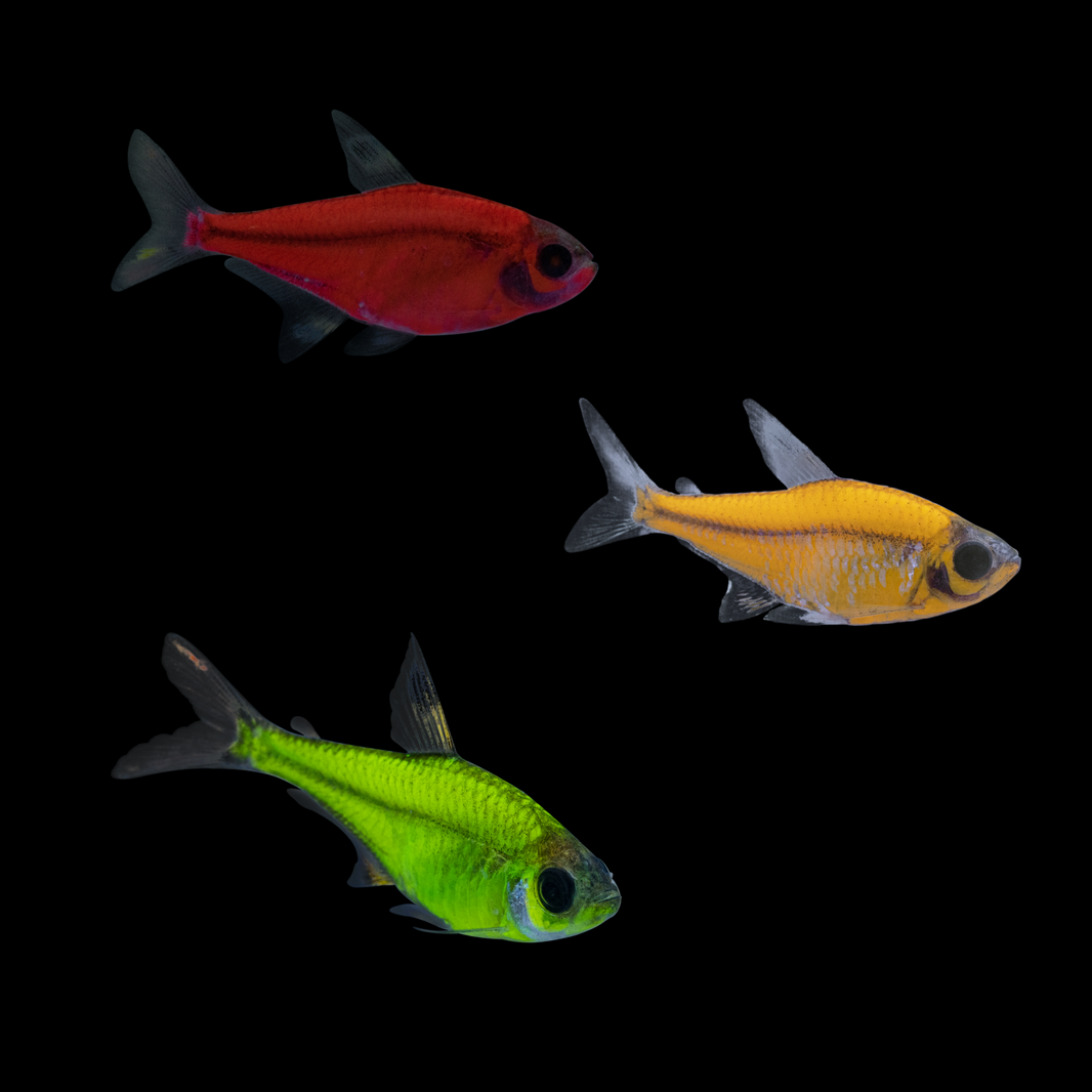 GloFish® Starfire Red® Angelfish - GloFish®