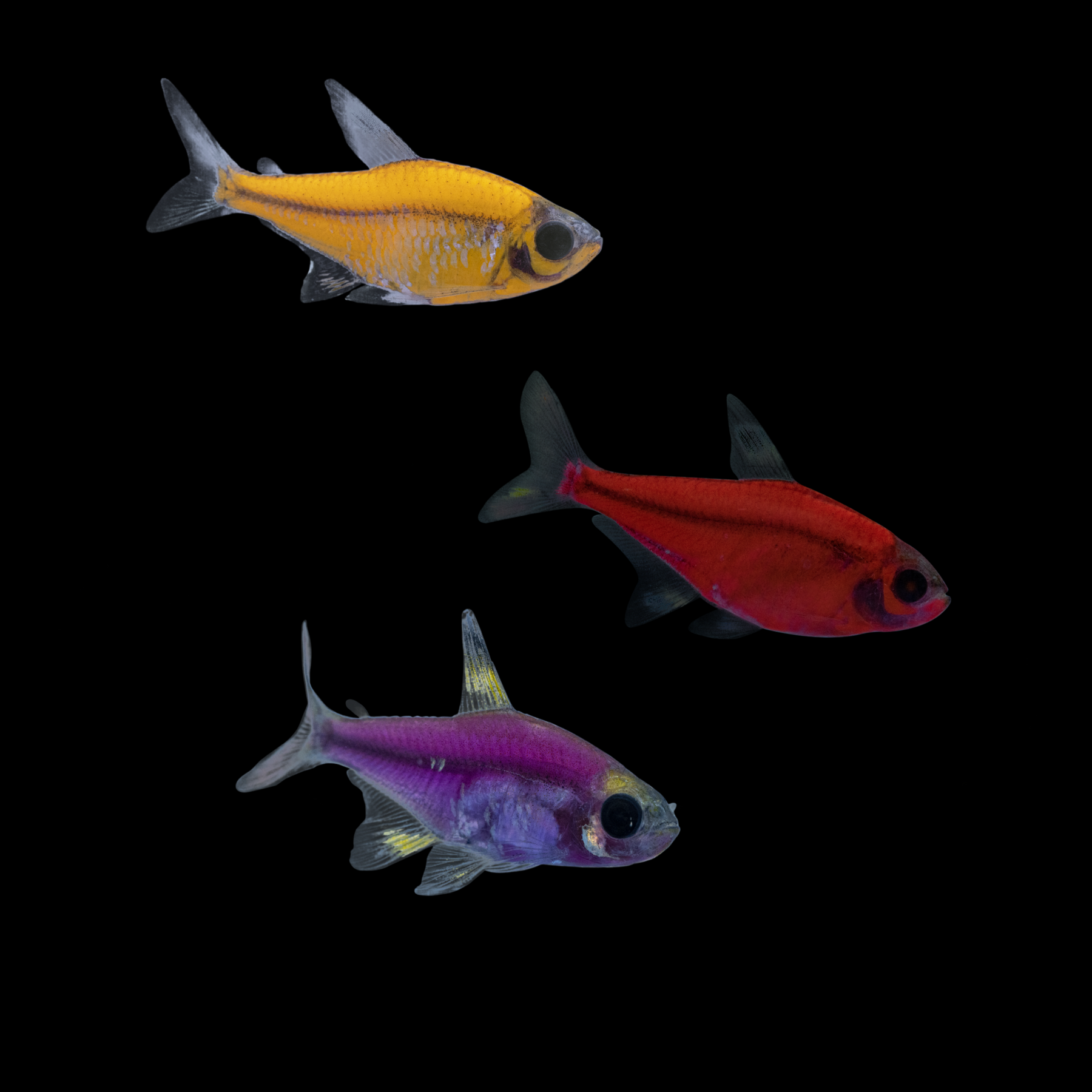 GloFish® Sharks - GloFish®