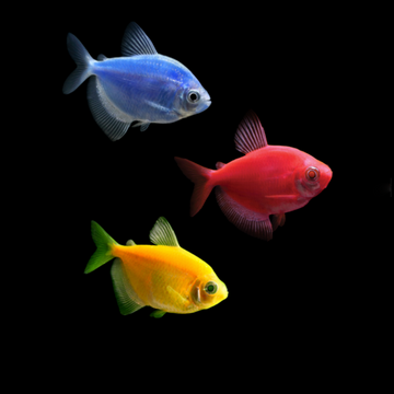 GloFish® Set Up and Care Guide - GloFish®