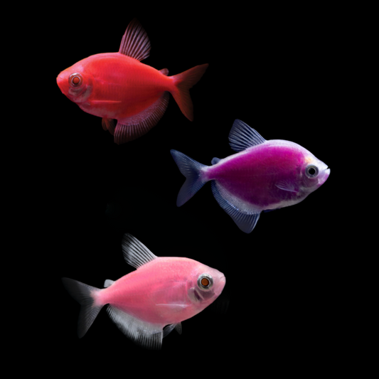 GloFish® Angelfish - GloFish®