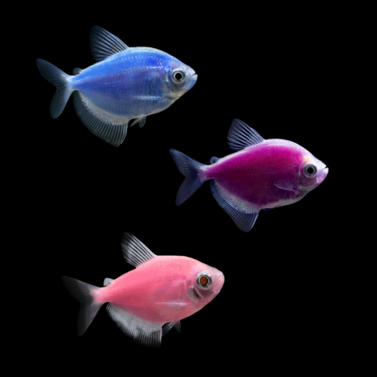 GloFish® Sharks - GloFish®