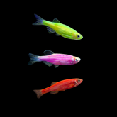 Buy GloFish® online, overnight shipping!