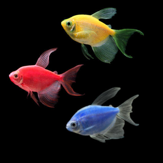 Buy GloFish® online, overnight shipping!