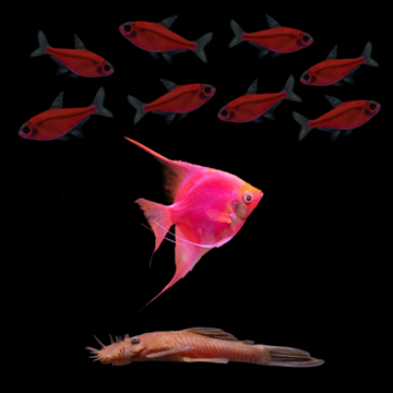 GloFish® Angelfish - GloFish®
