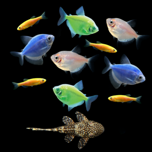 Buy GloFish® online, overnight shipping!