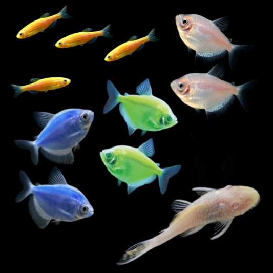 Buy GloFish® online, overnight shipping!