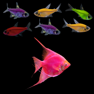 GloFish® Angelfish - GloFish®