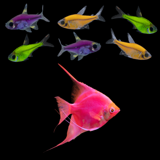 GloFish® Angelfish - GloFish®