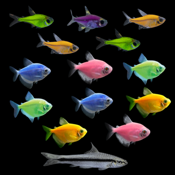 GloFish® Pristella Tetras - GloFish®