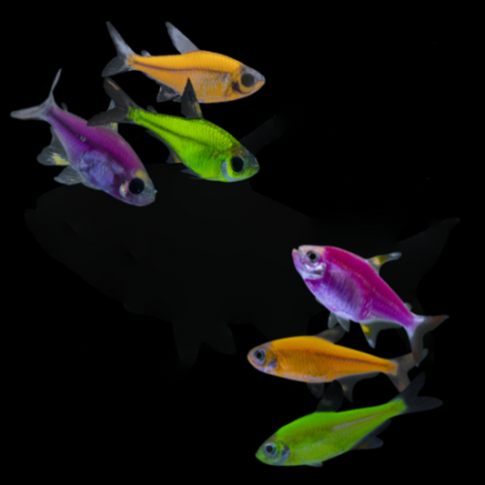 GloFish® Pristella Tetras - GloFish®