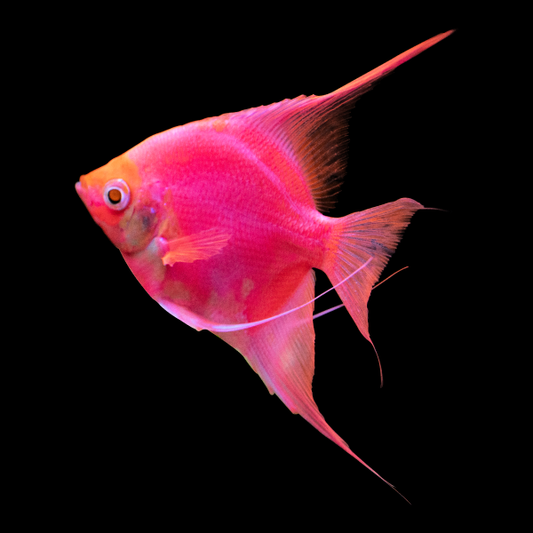 GloFish® Starfire Red® Angelfish - GloFish®