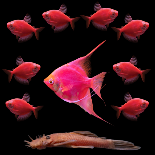GloFish® Angelfish - GloFish®