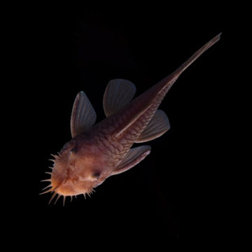 Rusty Red Bushy Nose Pleco - GloFish®