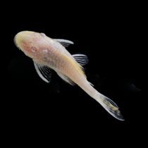 Albino Bushy Nose Pleco - GloFish®