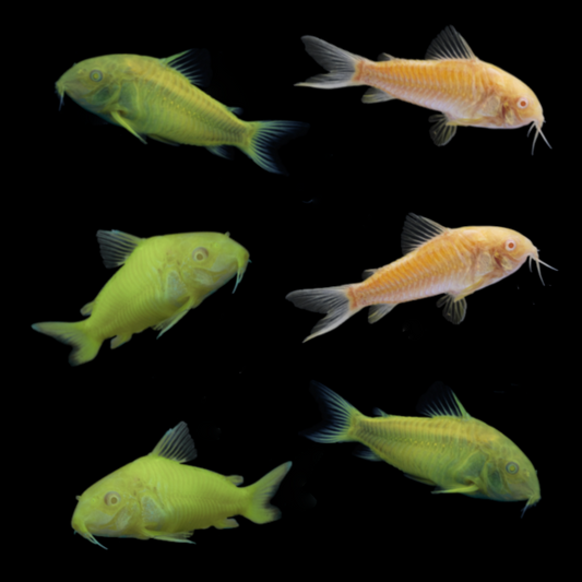 GloFish® Corydoras - GloFish®