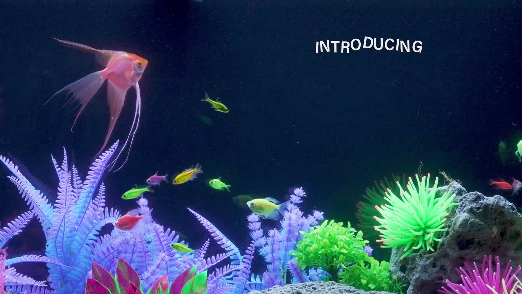 GloFish® Starfire Red® Angelfish - GloFish®