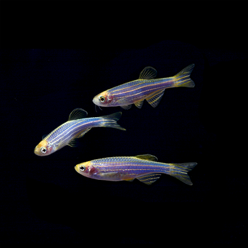 GloFish® Set Up and Care Guide - GloFish®