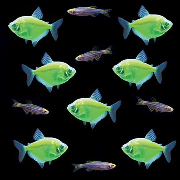 Buy GloFish® online, overnight shipping!