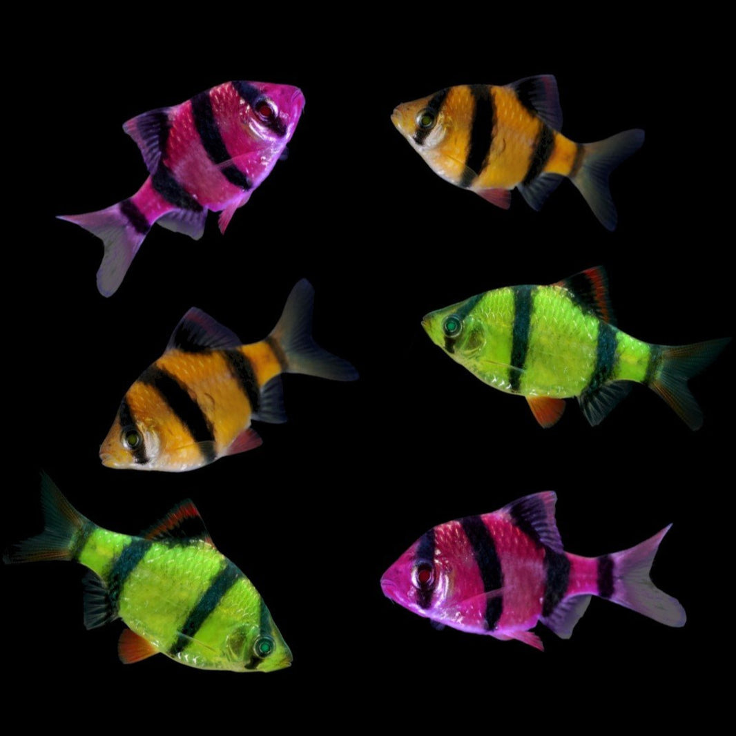 Buy GloFish® online, overnight shipping!