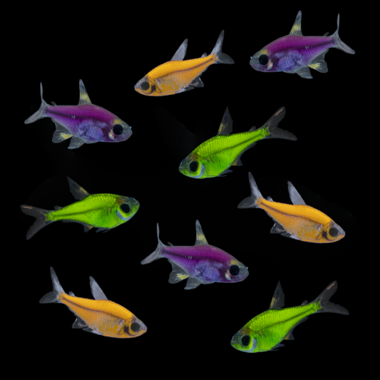 Buy GloFish® online, overnight shipping!