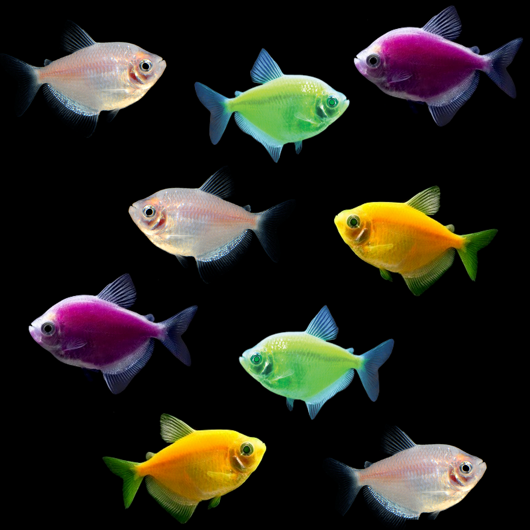 Glofish Grava Blanco Y Negro GloFish® Skirt Tetras GloFish®