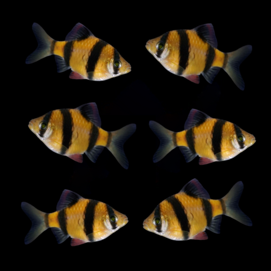 GloFish® Tiger Barb - GloFish®