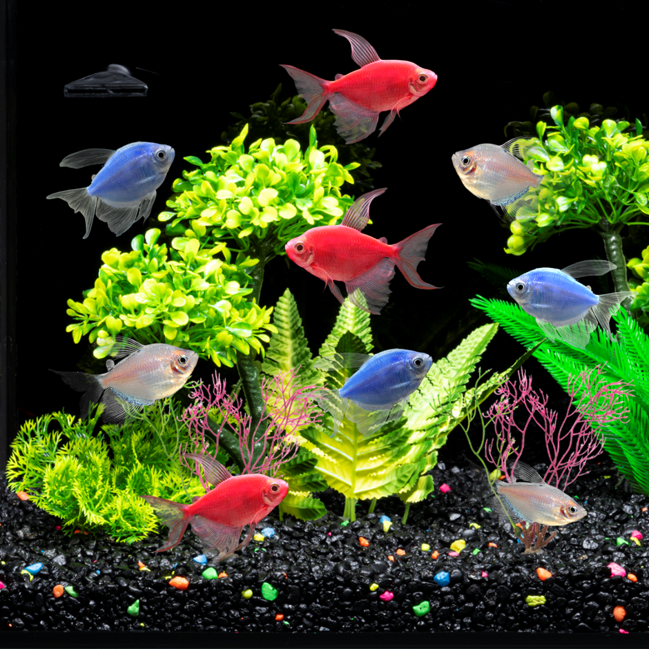 Buy GloFish® online, overnight shipping!