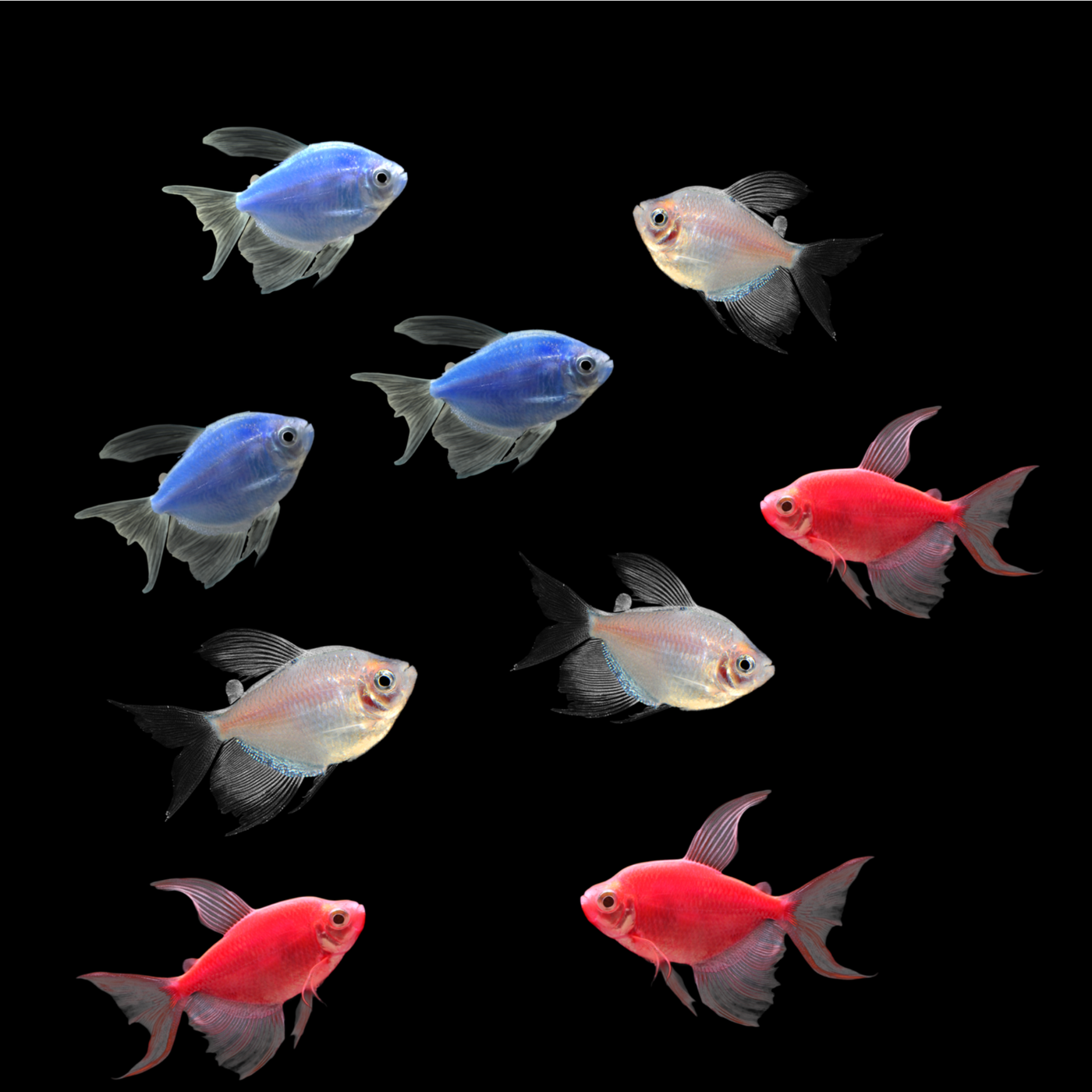 Buy GloFish® online, overnight shipping!