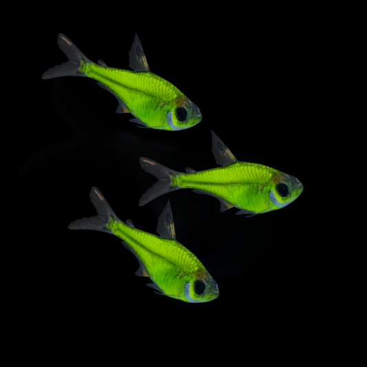 GloFish® Zebra Danio - GloFish®