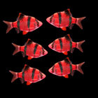 GloFish® Tiger Barb - GloFish®