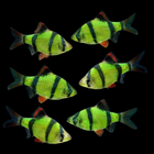 GloFish® Tiger Barb - GloFish®