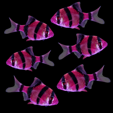 GloFish® Tiger Barb - GloFish®